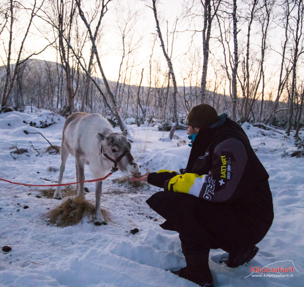 Sámi Culture and Reindeer Herding - Kilpissafarit