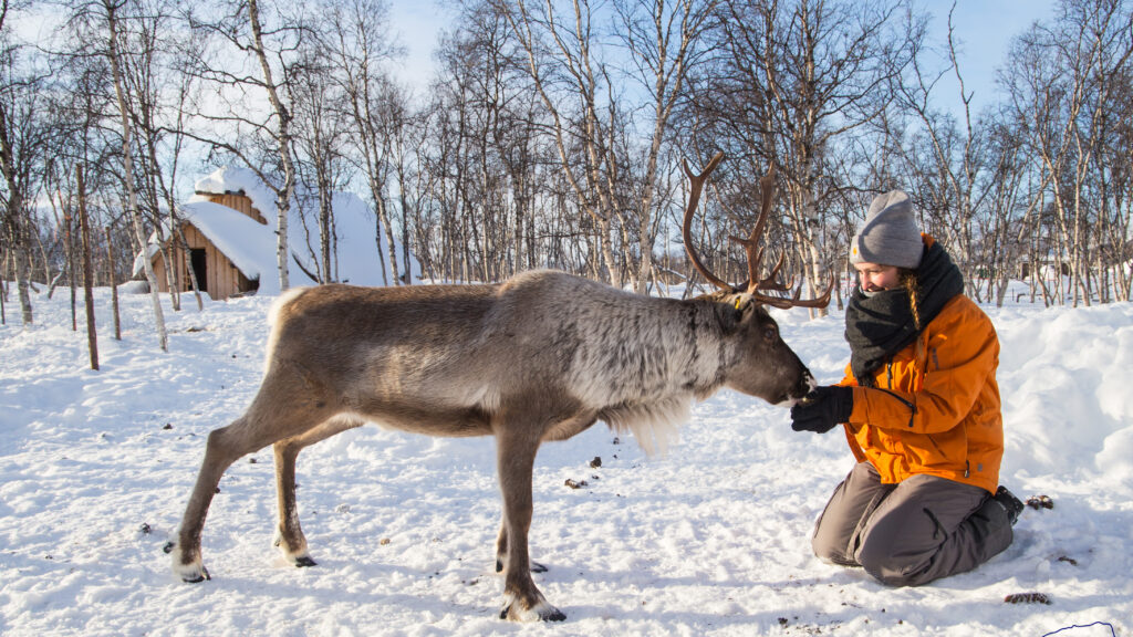 Sámi Culture and Reindeer Herding - Kilpissafarit